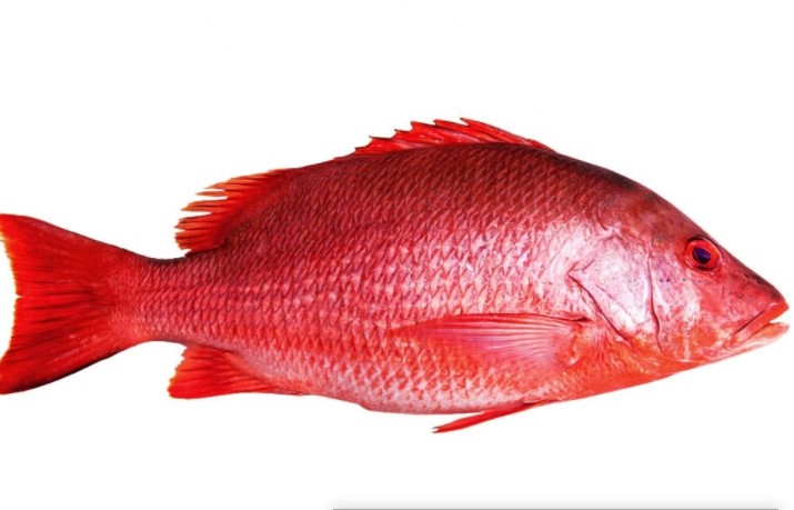 red snapper. – Caribbean Depot