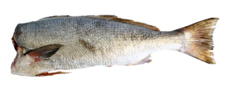 golden corvina hg – Caribbean Depot